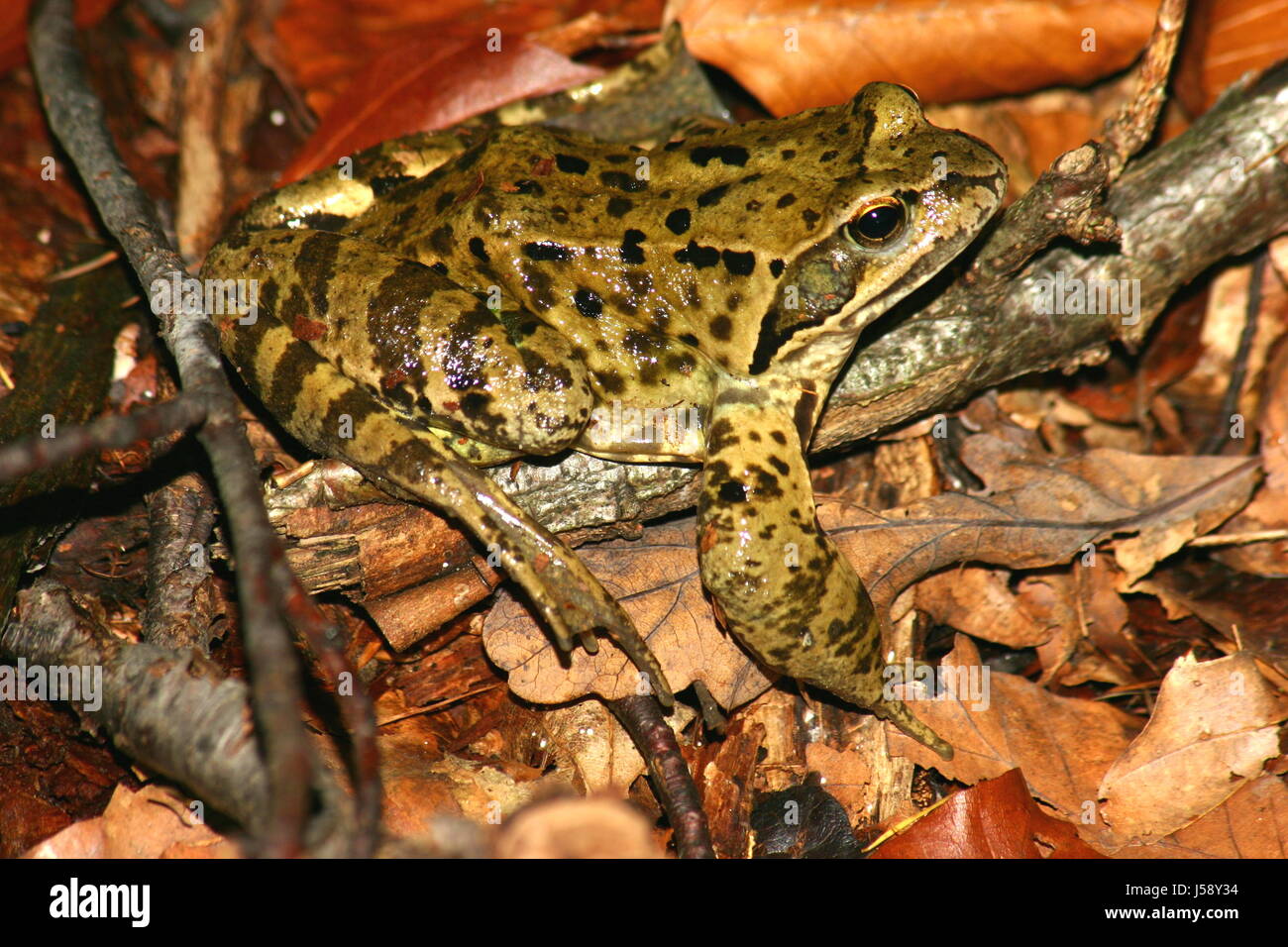 Groer frosch hi-res stock photography and images - Alamy