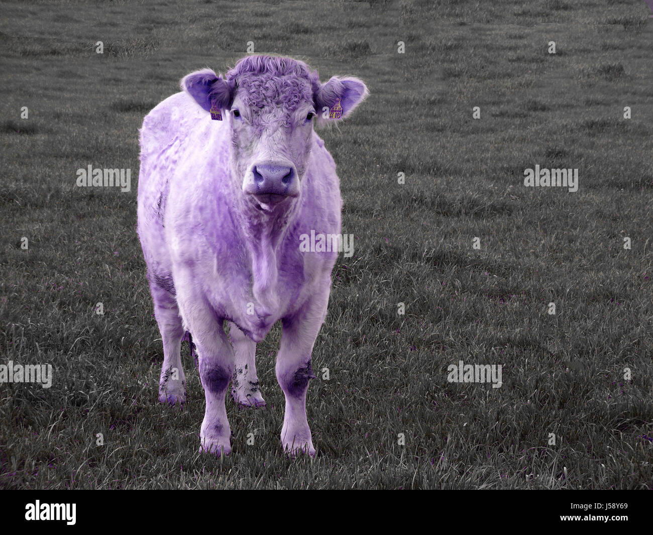 alp colorkey purple acre cow bovine farm cattle calf meadow dessert ...