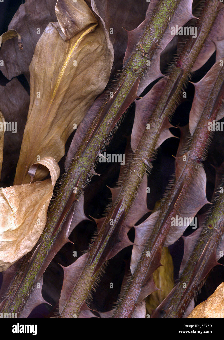 branches of barbed rose Stock Photo - Alamy