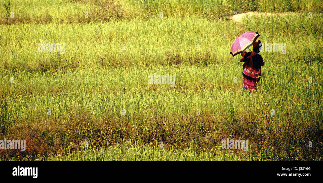 woman,asia,thailand,sunshade,paddy field,colour contrast,umbrella,dash ...