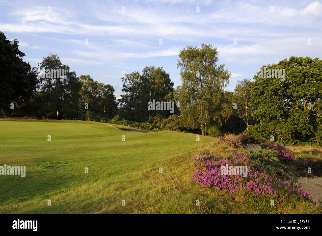 View over heather and fescue grass above smalll bunker and 9th Green ...