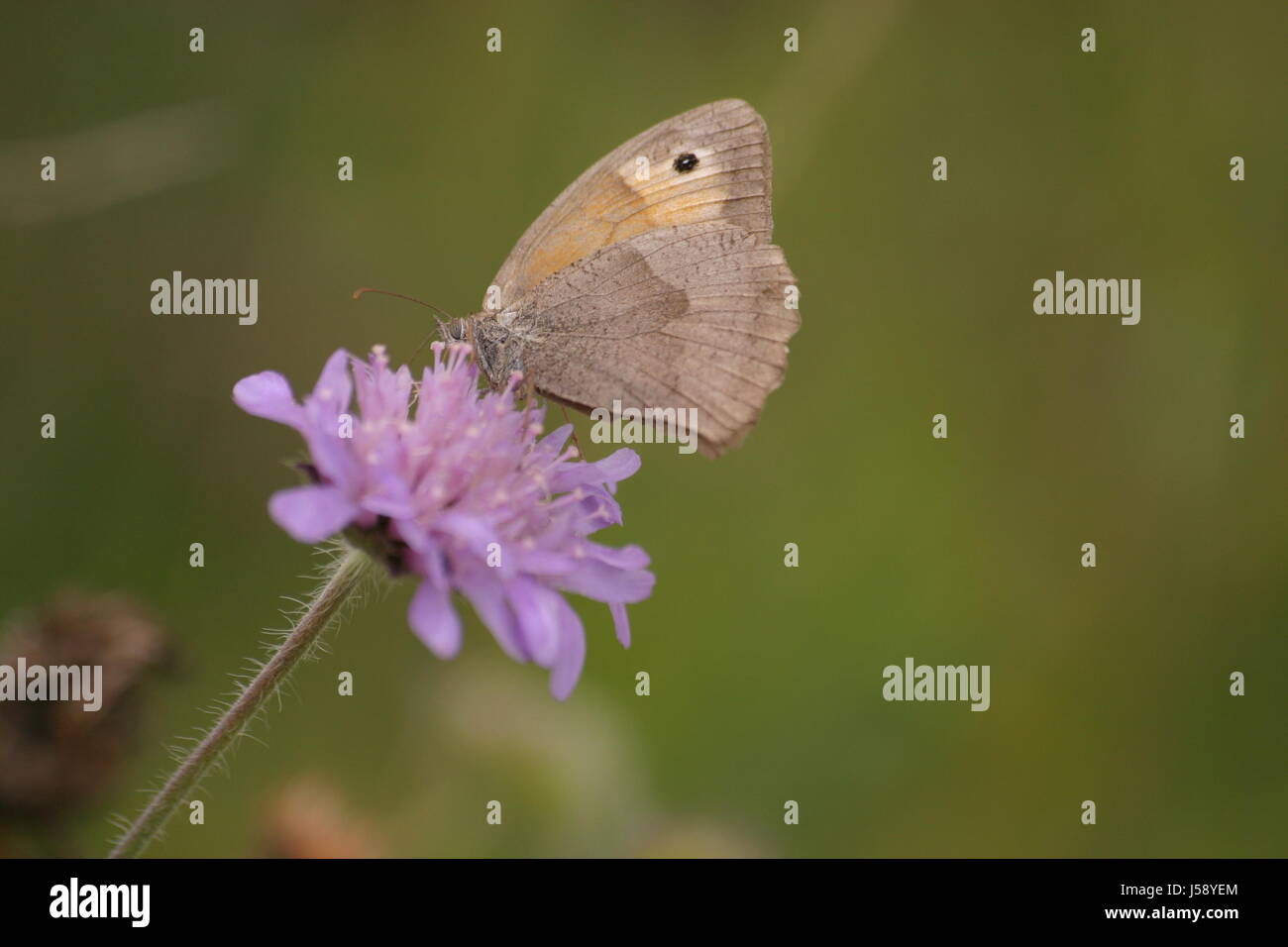 insect bloom blossom flourish flourishing butterfly summer summerly ...