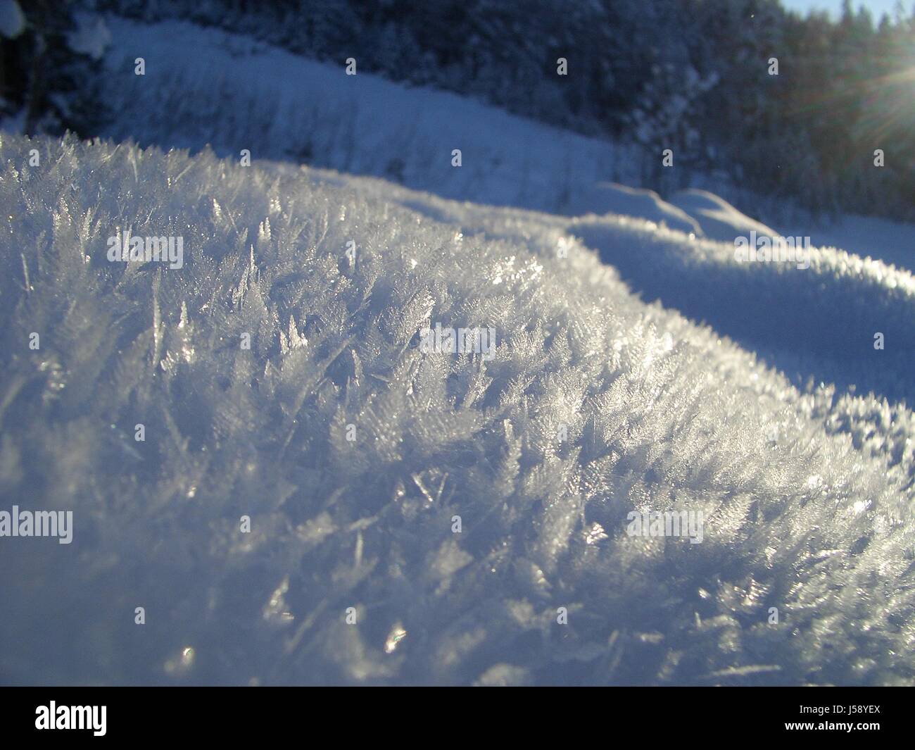 tree winter snow tegernsee forest shine shines bright lucent light ...