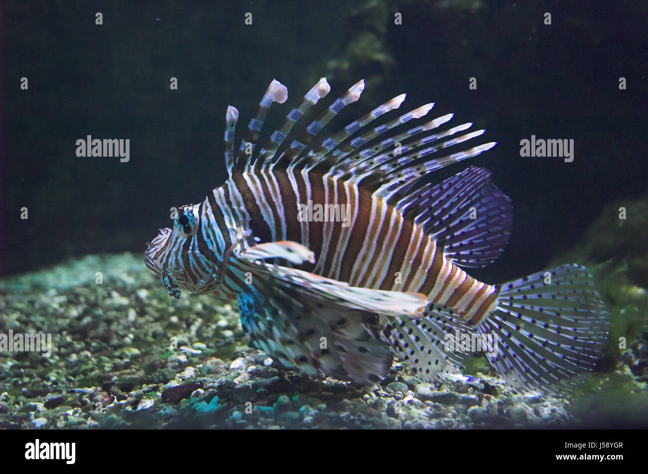 aquarium fish underwater dive salt water sea ocean water swimming ...