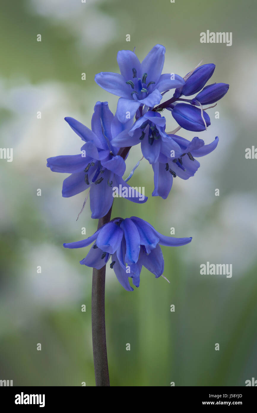 Single bluebell flower spike Stock Photo - Alamy