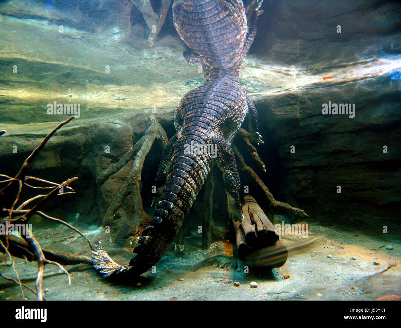 crocodile mirroring tail reptiles water swimming swiming swim swims to ...