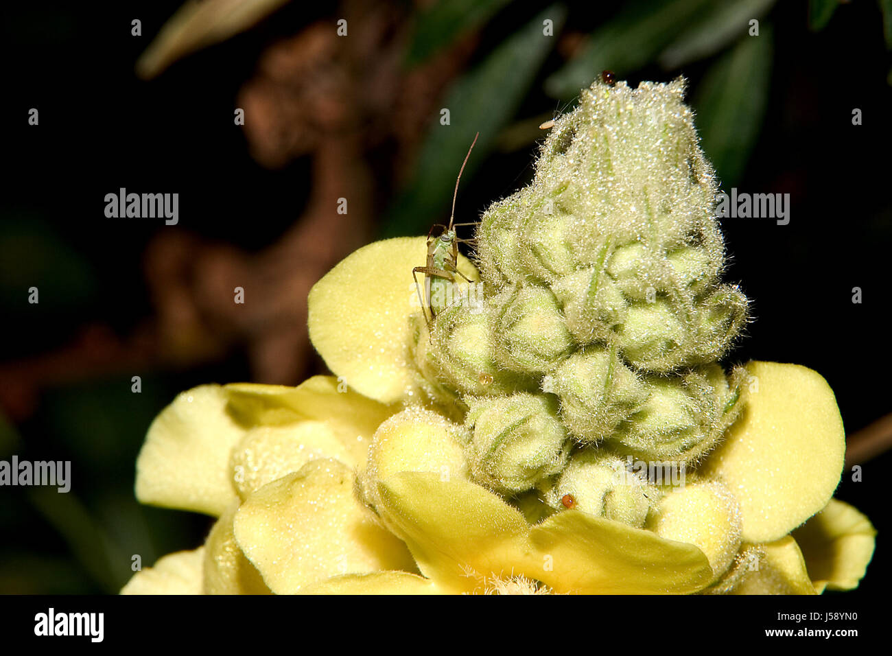 insect flower plant cold field dew dewdrop early grasshopper meadow ...