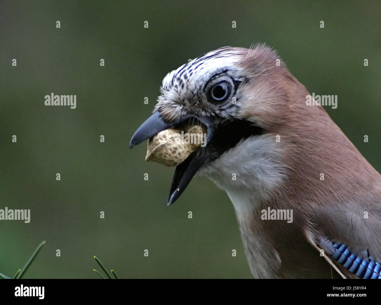 A robber hi-res stock photography and images - Alamy