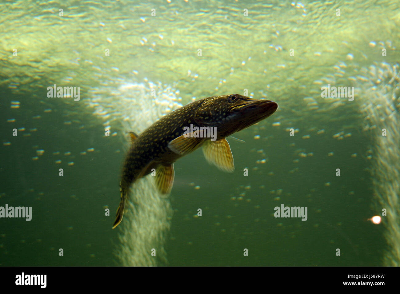 waters fish underwater angle sea animals pike salt water sea ocean ...