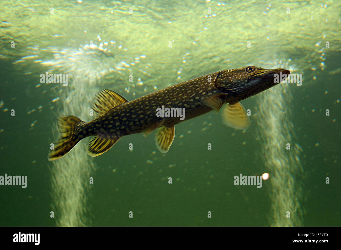 waters fish underwater angle sea animals pike salt water sea ocean ...