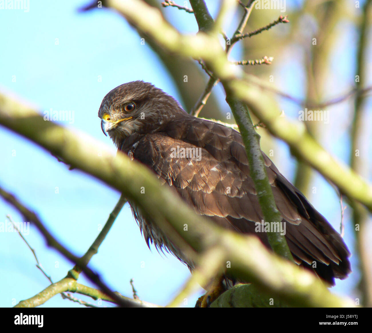 Familiar raptor hi-res stock photography and images - Alamy