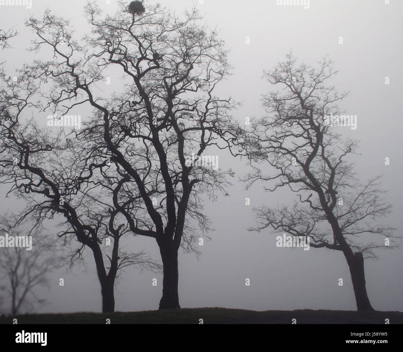 tree trees black swarthy jetblack deep black branches contrast three ...