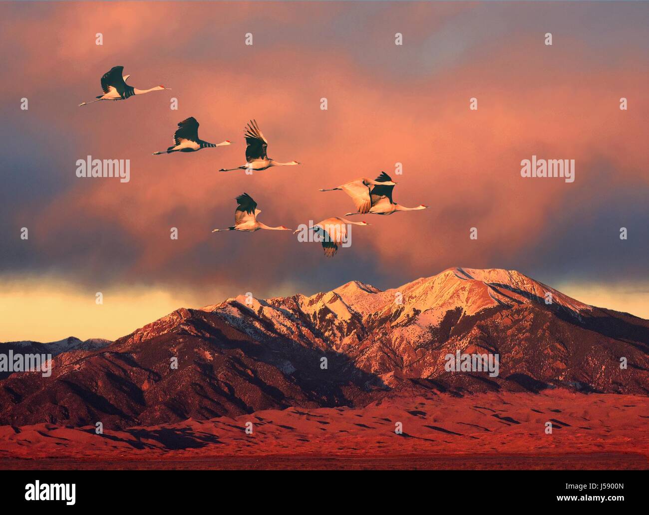 Cranes flying over the mountains hi-res stock photography and images ...
