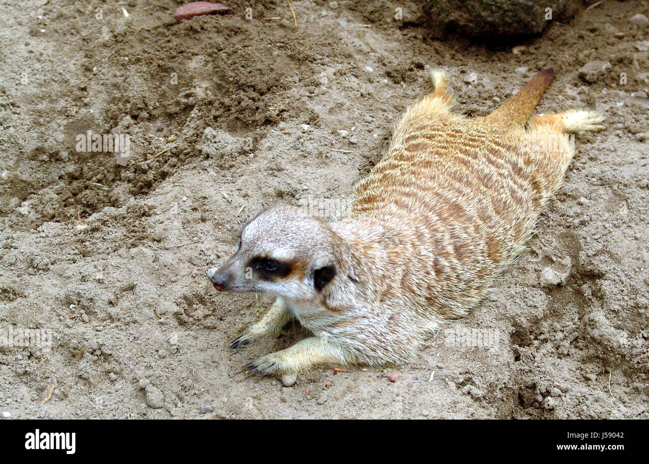 eyes rodent fur skin claws facilitate ease resting relax recover ...