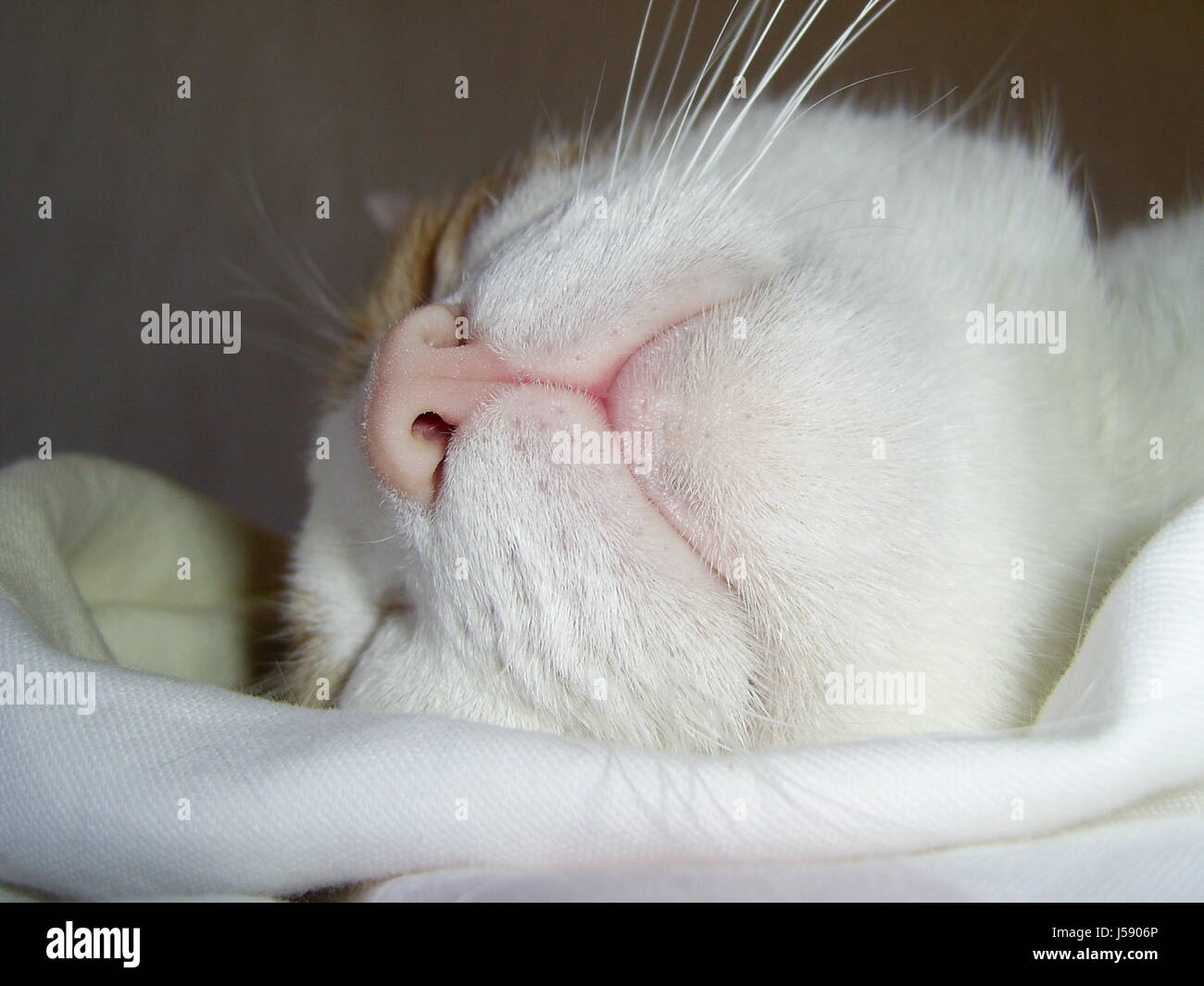 bed animals pets cats sleep sleeping tired inert stretcher pussycat cat ...