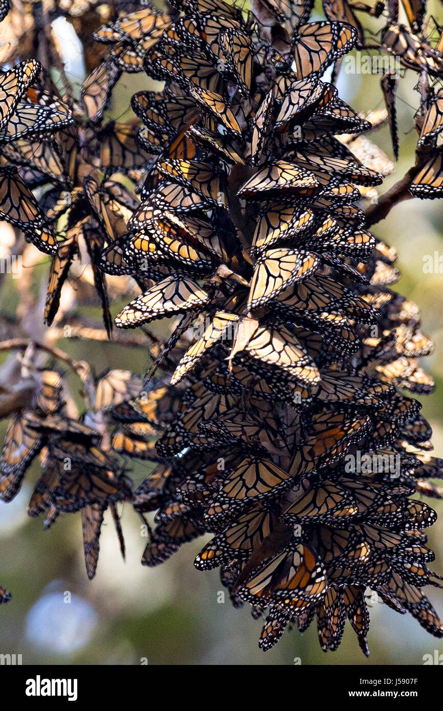 Monarch butterflies hang from tree branch roosting sites while ...