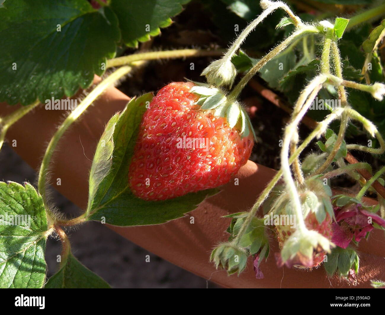 plant leaves progenies fruits balcony fruit tubs strawberry breed ...