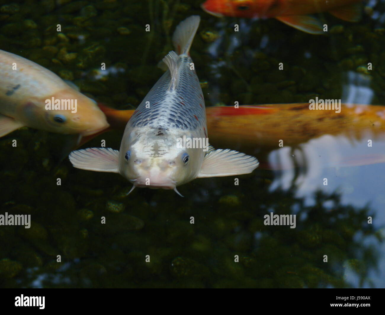 Koi karpfen hi-res stock photography and images - Alamy