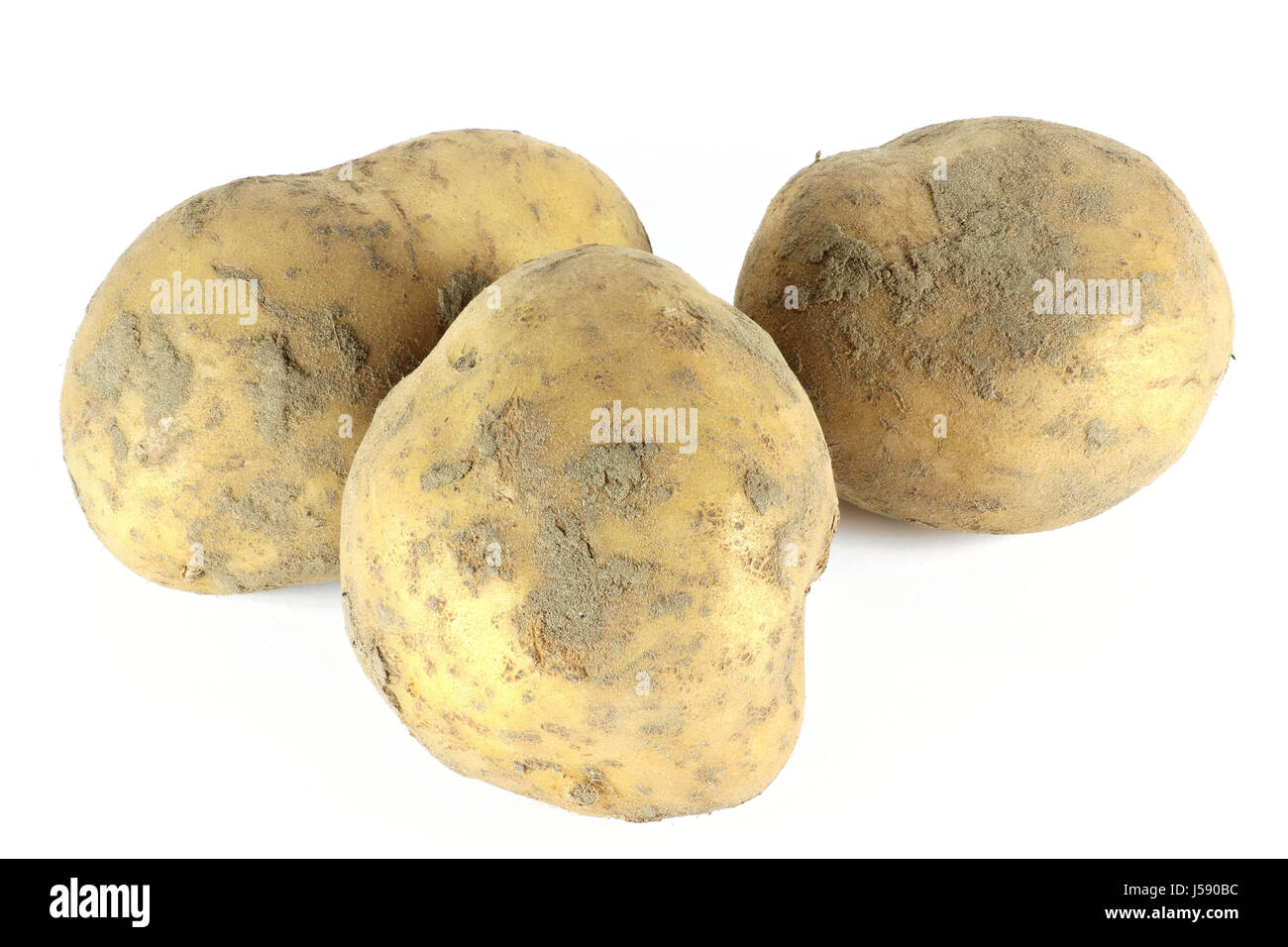 potatoes (variety Belana) isolated on white background Stock Photo - Alamy