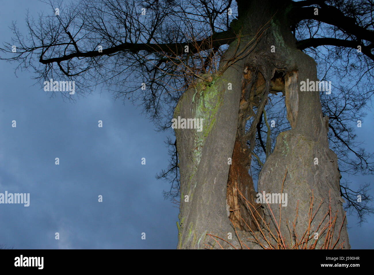 big large enormous extreme powerful imposing immense relevant tree wood ...