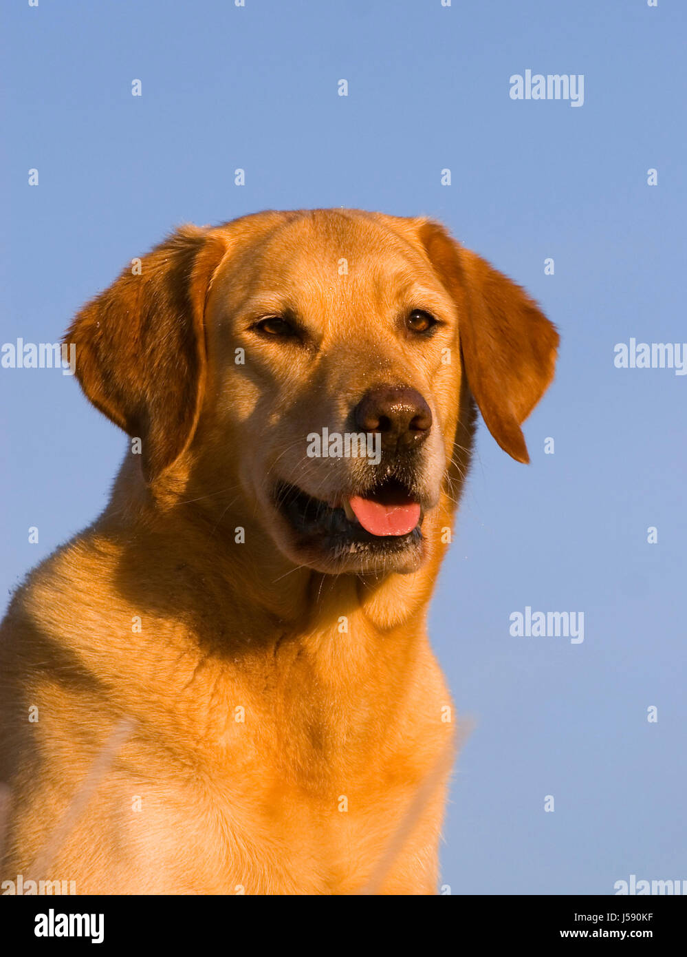 Ben quick hi-res stock photography and images - Alamy
