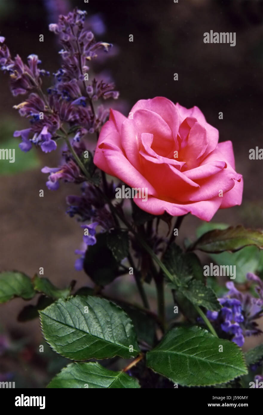 favorite rose from edinburgh Stock Photo - Alamy