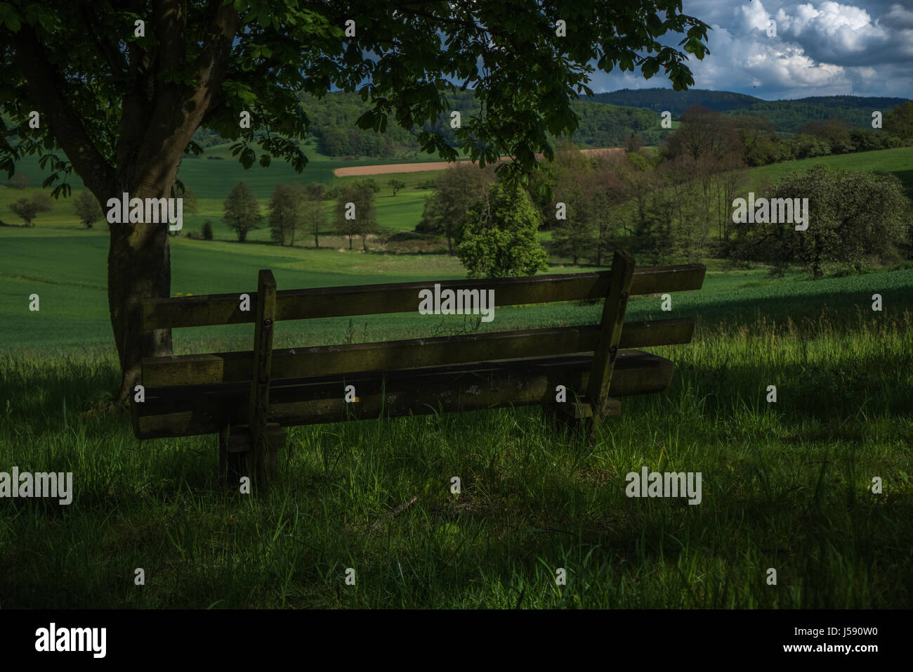 Wooden bench under oak tree hi-res stock photography and images - Alamy