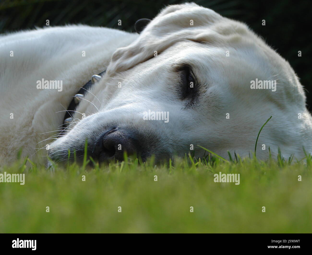 animal animals lie lying lies dog dogs sleep sleeping tired tiredness ...