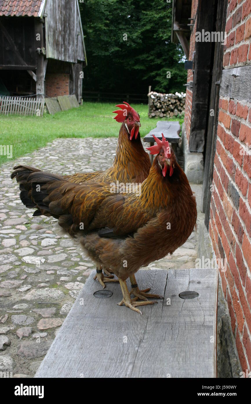 pet bird agriculture farming birds poultry farmhouse farm farm animal ...