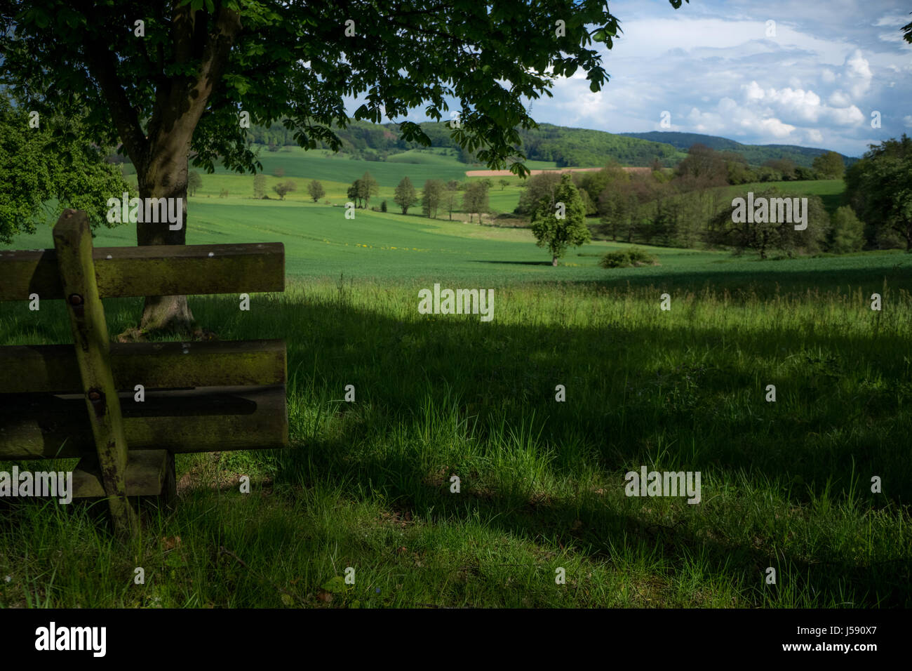 A bench under a beautiful tree Stock Photo - Alamy
