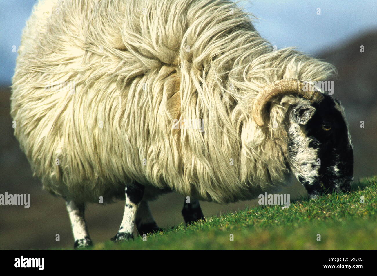 Hochlandschaf hi-res stock photography and images - Alamy
