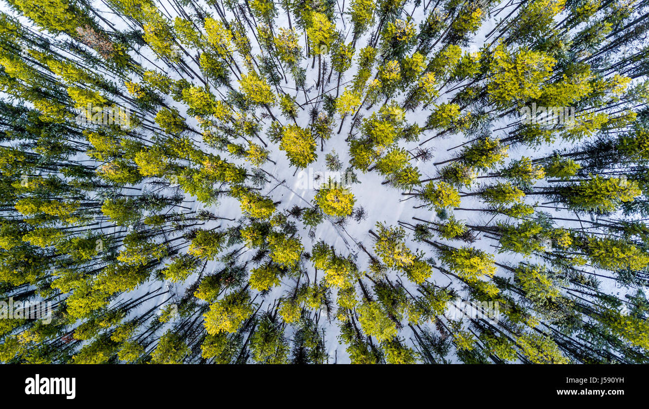 Forest overhead hi-res stock photography and images - Alamy