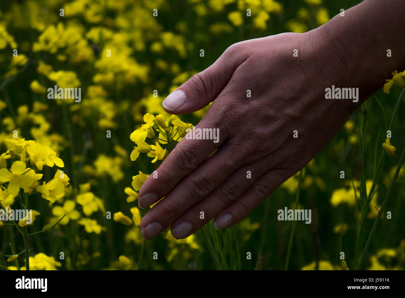 Hand canola hi-res stock photography and images - Alamy