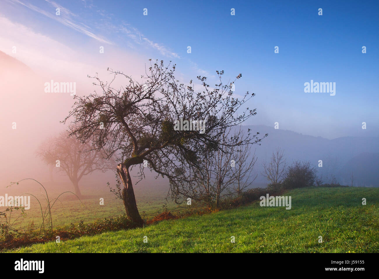 blue tree trees green fog play of colours sunrise full of atmosphere ...