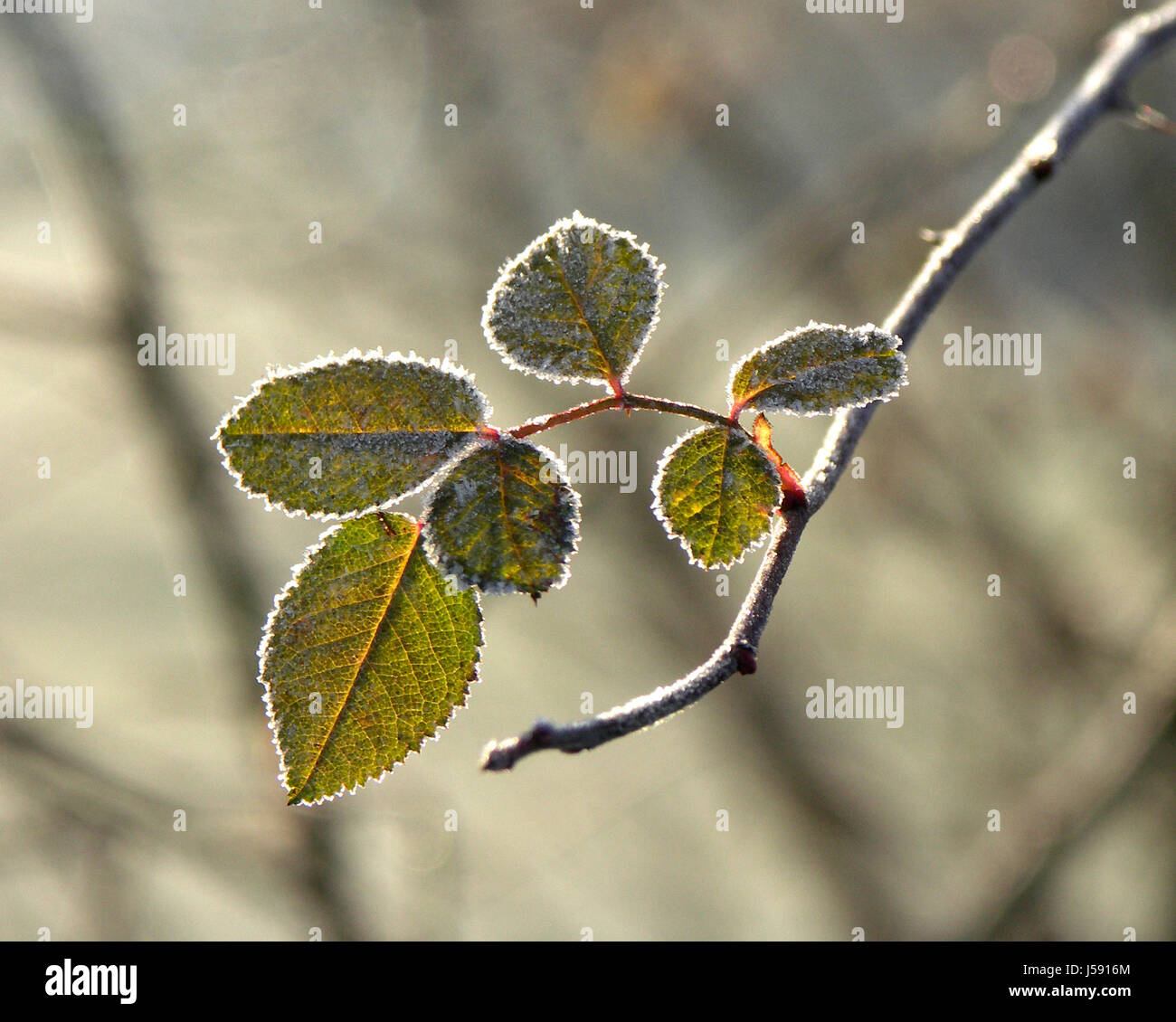 trapped in the ice Stock Photo - Alamy