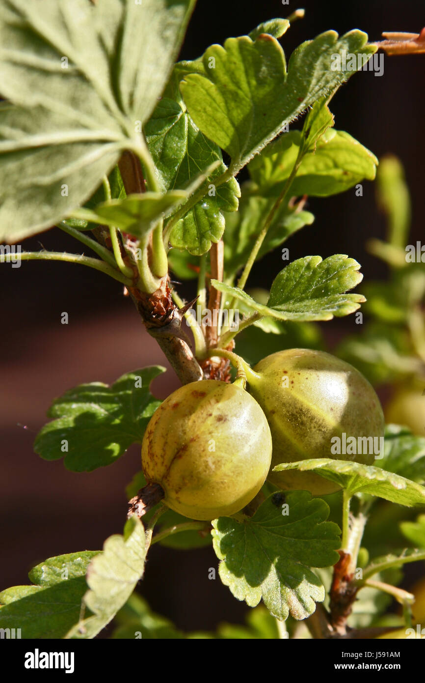 standard tree gooseberry Stock Photo - Alamy