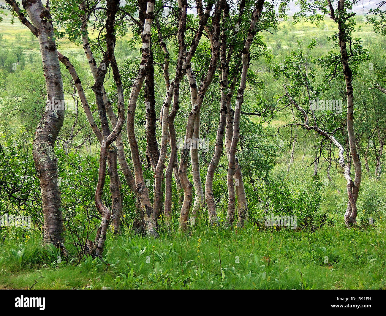 green summer summerly clump of trees birches tribes sweden typical ...