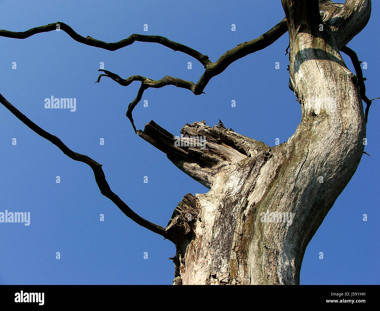 Beauty of the ephemeral hi-res stock photography and images - Alamy