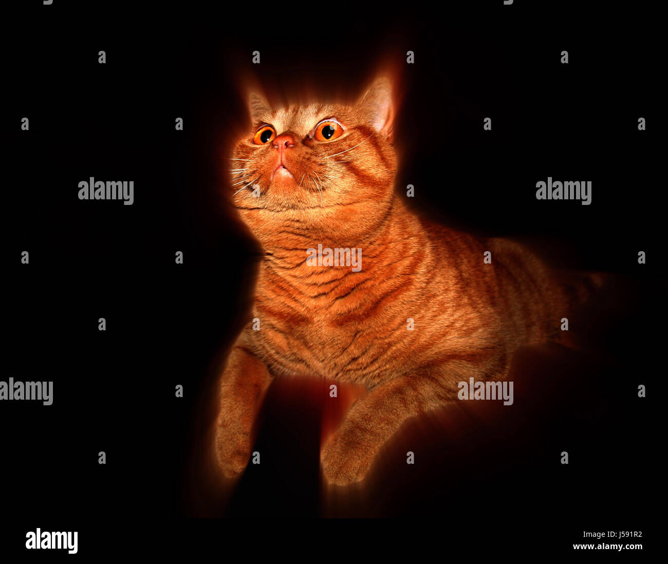 animal pet big cat feline predator lie lying lies skin cat eyes radiate ...