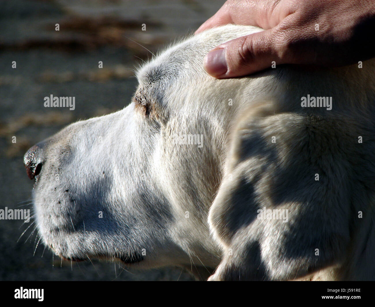 Friendship in animals hi-res stock photography and images - Alamy