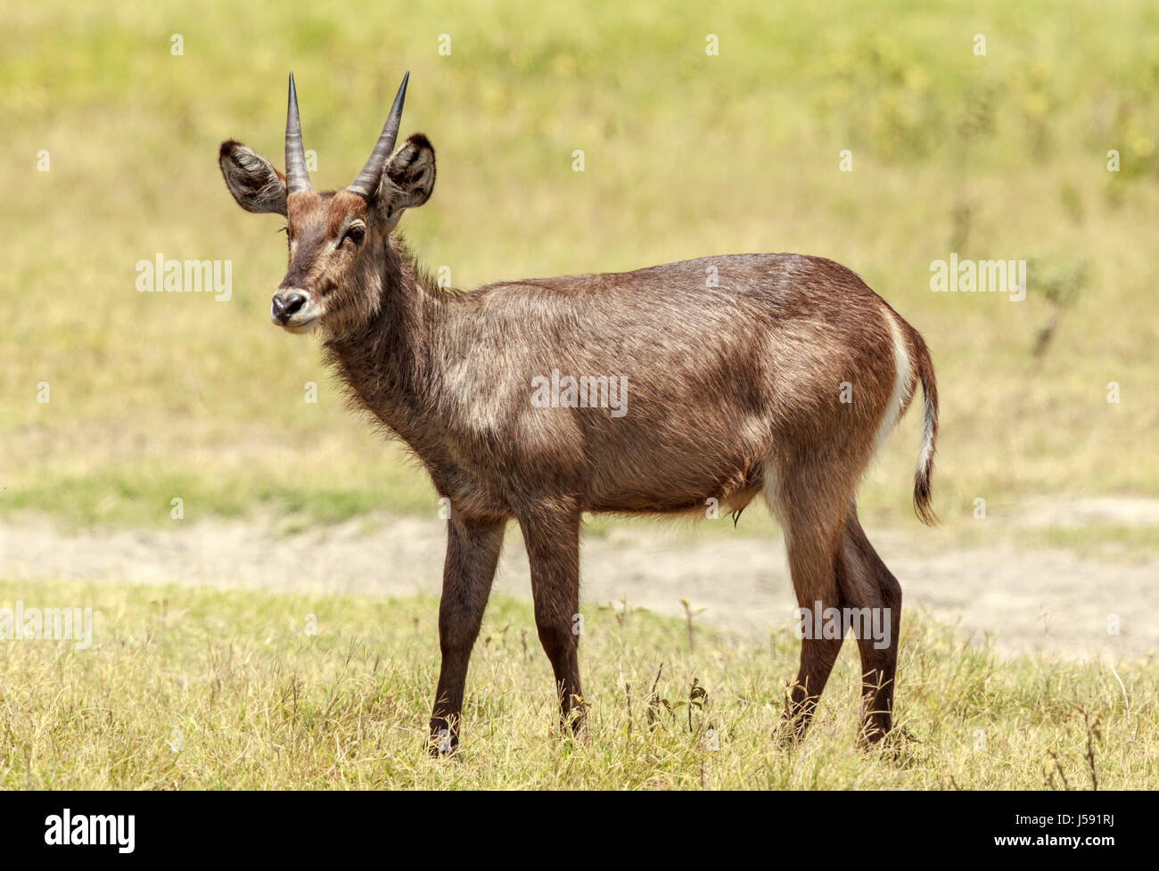 A beautiful specimen of a young Waterbuck male. This was captured at ...