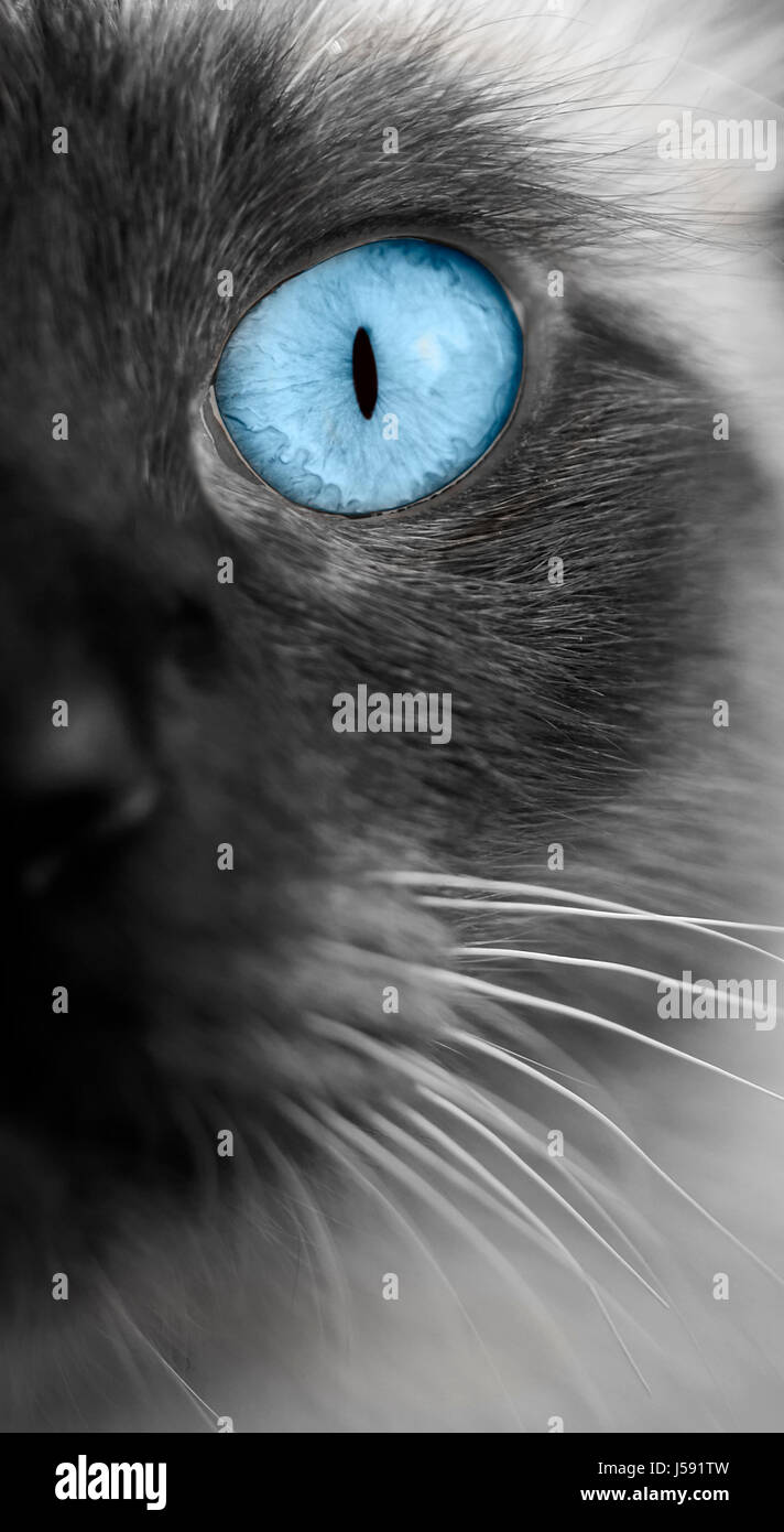 blue detail portrait eye organ look glancing see view looking peeking ...
