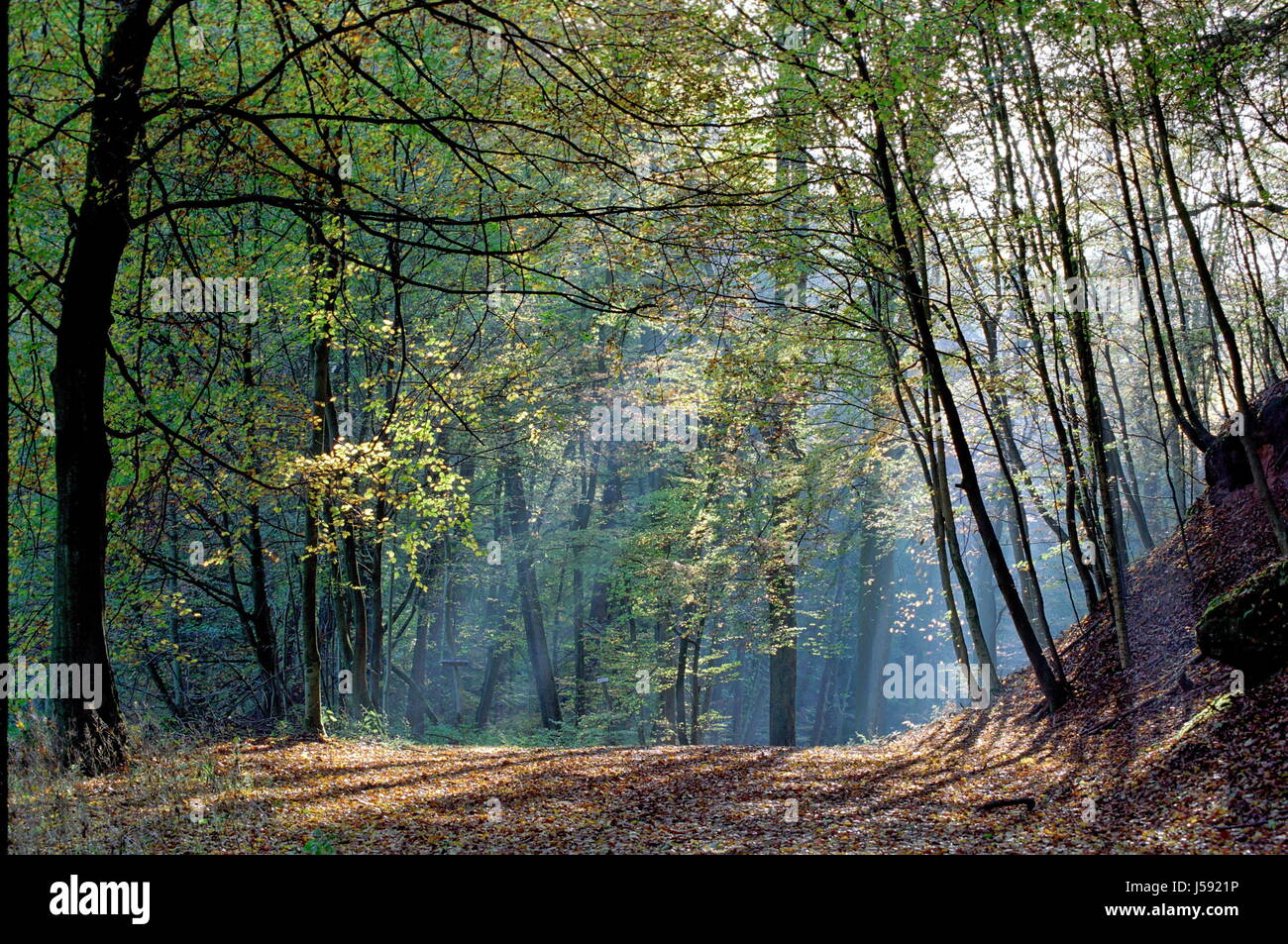 tree trees green trunk leaves tribes mood branches branch crown needles ...