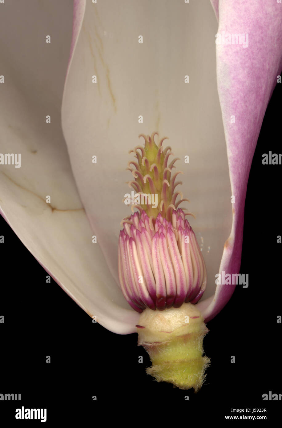Inside magnolia hi-res stock photography and images - Alamy
