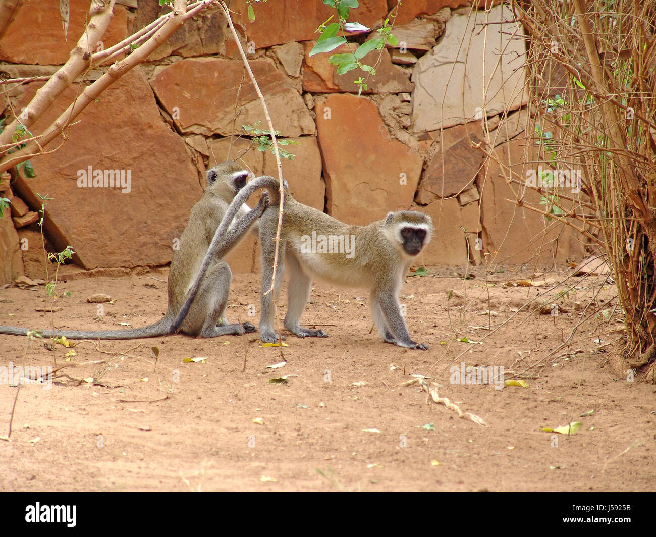 africa animals monkey witty apes beastly wash washing lice funny ...