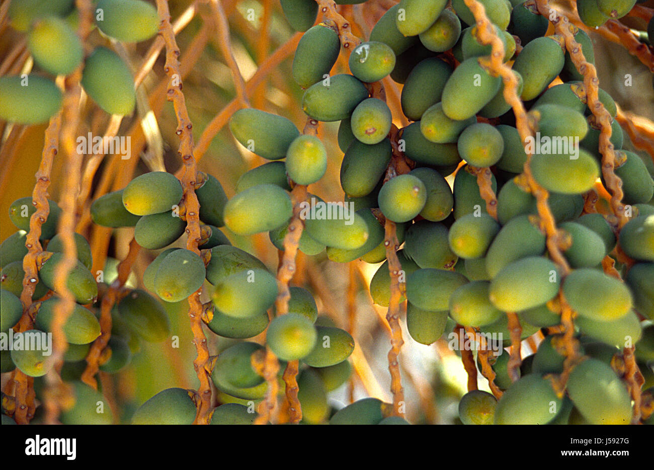 Fruitful palm tree hi-res stock photography and images - Alamy