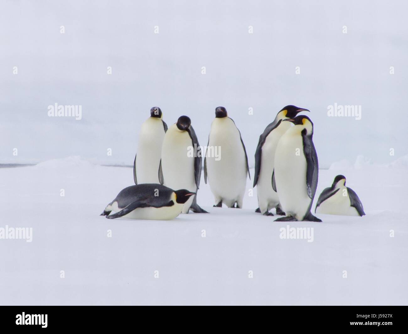 Birds pose hi-res stock photography and images - Alamy