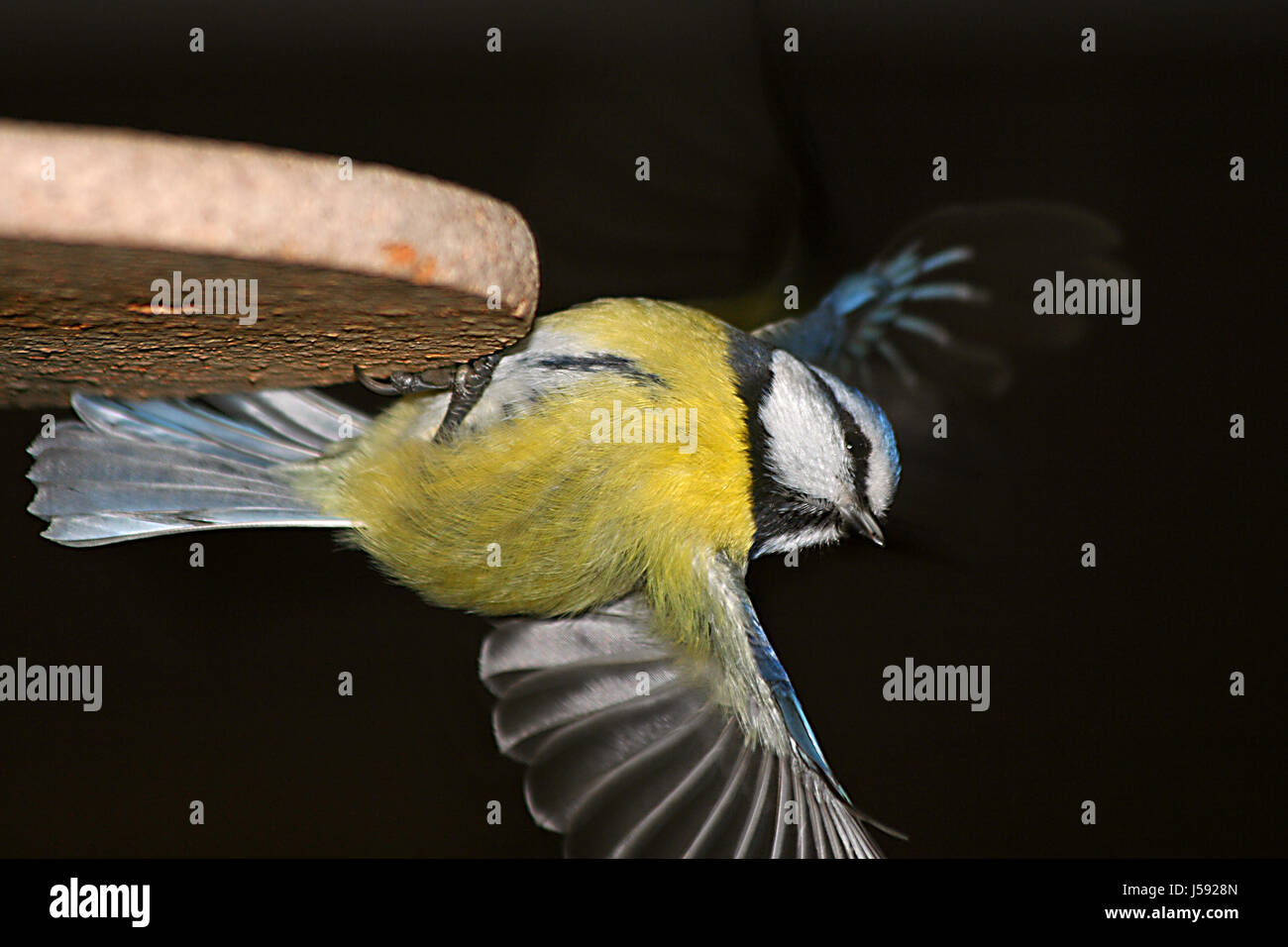 bird animals birds balance approach titmouse blue tit colour acrobatics ...
