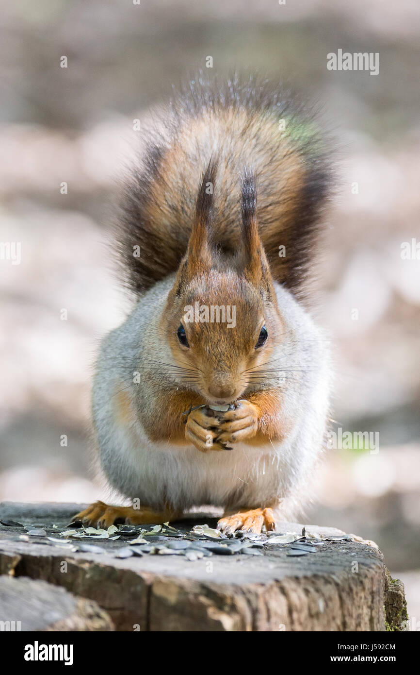 the photograph shows a squirrel on a tree Stock Photo - Alamy