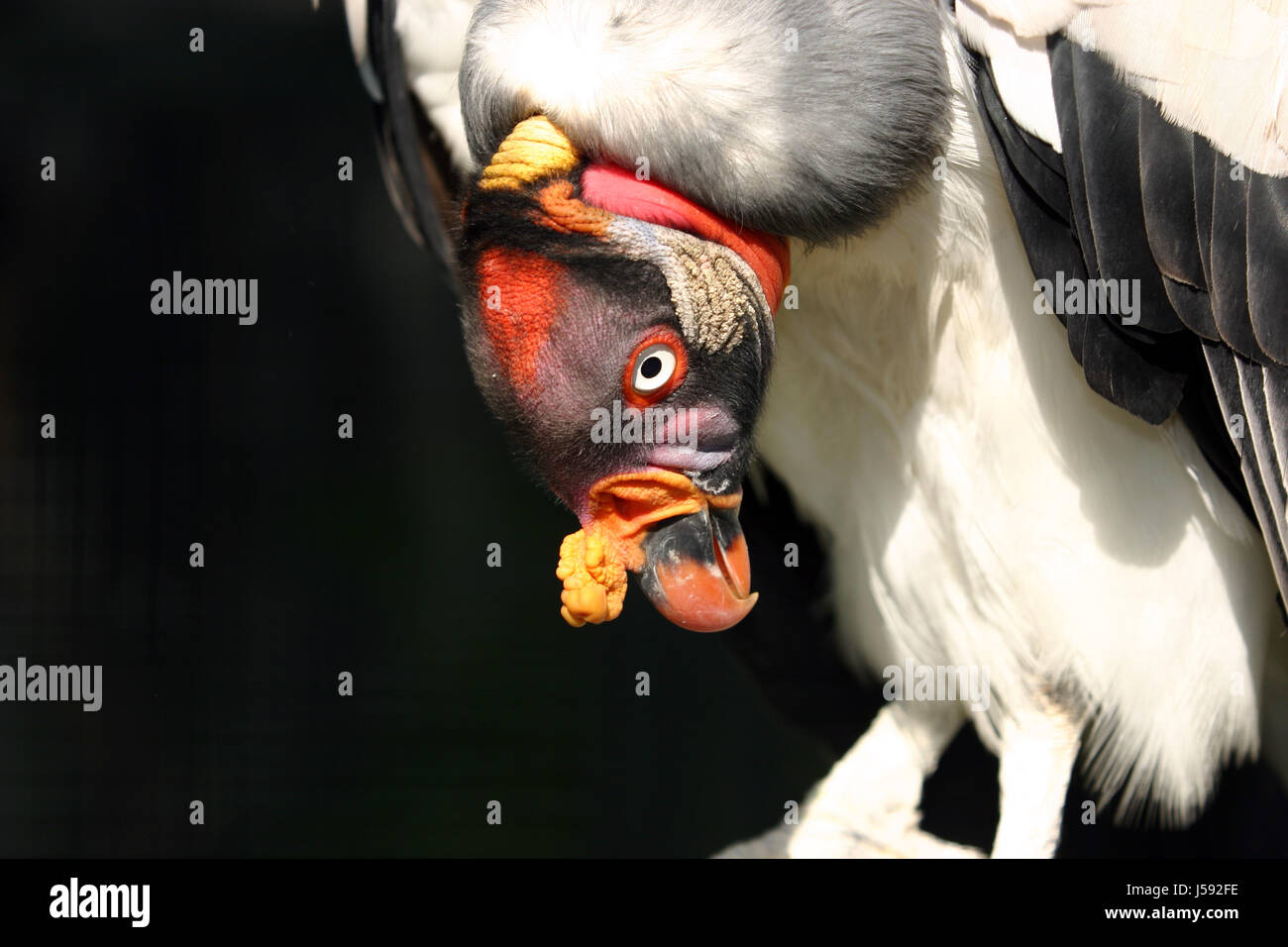 Death bird hi-res stock photography and images - Alamy